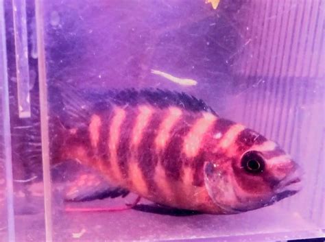 Bad Bumblebee In The Grow Tank R Africancichlids