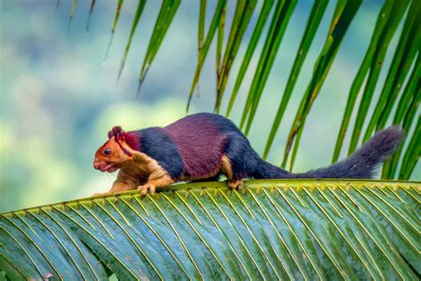 Malabar Giant Squirrel
