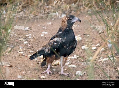 The Black Breasted Buzzard Is Quite Large With Broad Rounded Wings And A Short Neck And Tail