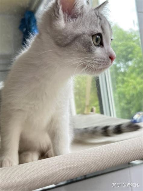 一只流浪猫和我的故事 知乎