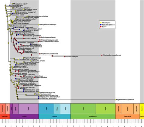 Maximum Likelihood Reconstruction Of Ancestral States For Locomotor