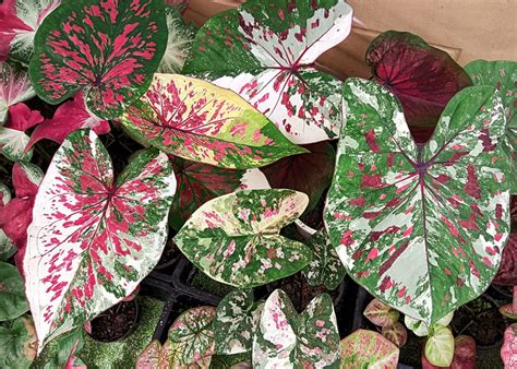 คนรักบอนสี เตือนภัยคนโกง