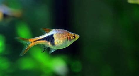 7 Small Bubbles Rasboras Might Interact With Voyo Pets