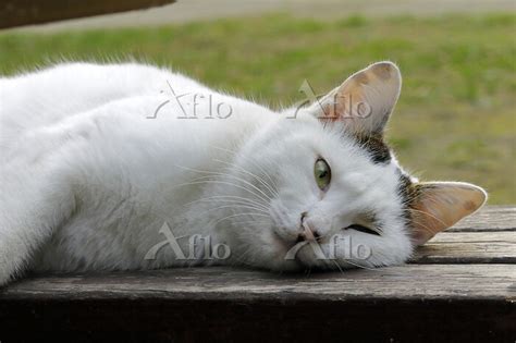 ベンチの上に横たわる猫 [154075744]の写真素材 アフロ