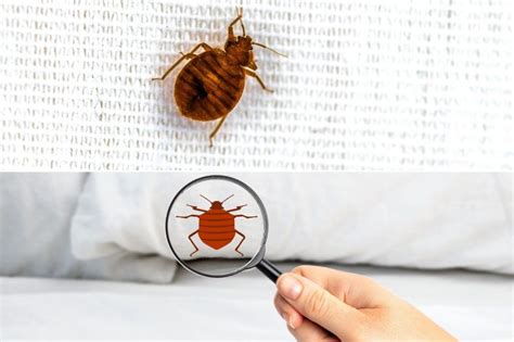 What Attracts Bed Bugs 5 Myths Busted Beezzly