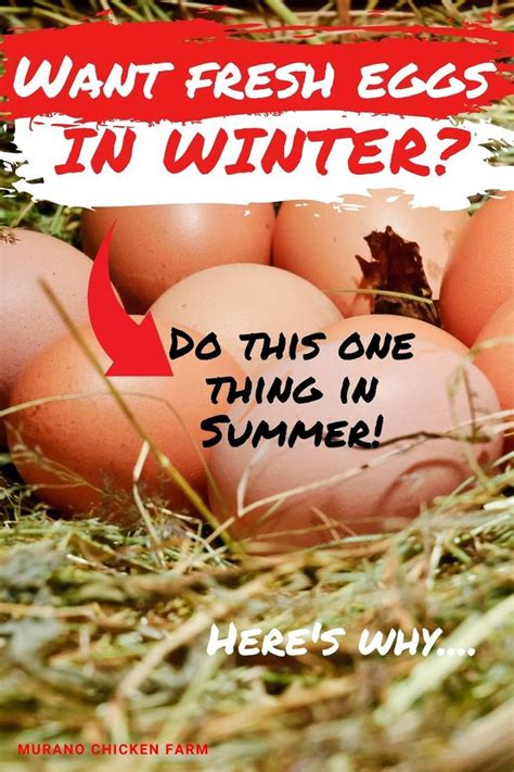 9 Egg Laying Chickens Ideas Chickens Egg Laying Chickens Chickens