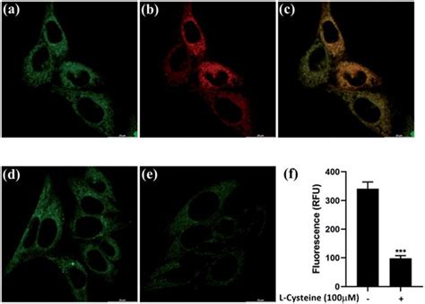 Confocal Fluorescence Microscopic Images Of HeLa Cells A Subcellular