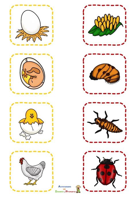 Actividad Manipulativa Para Aprender El Ciclo Vital De Los Animales En