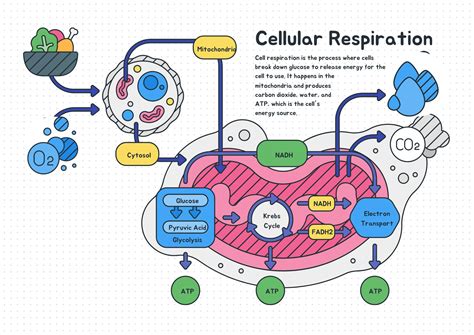 Ap Biology Cellular Respiration Barf Lab And Directed Readings Made