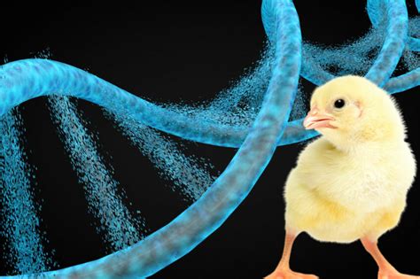 How Dna Metabarcoding Insights Can Support The Poultry Sector Poultry