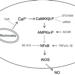 Schematic Diagram Illustrating Potential Mechanisms Involved In