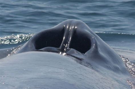 A Blowhole Is Essential The Nostril Of A Whale Similar To A Human The