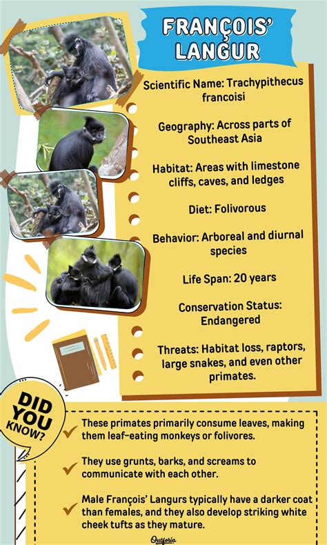 François Langur The Mysterious Monkey Of Southeast Asia