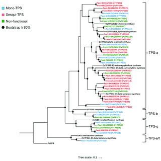 Maximum Likelihood Phylogenetic Tree Based On Multiple Sequence
