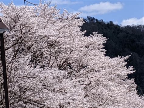 第4弾ご近所の桜2020編集部が撮った写真とみなさんから投稿いただいた写真を紹介します まるごとGO毎日の暮らしに情熱を