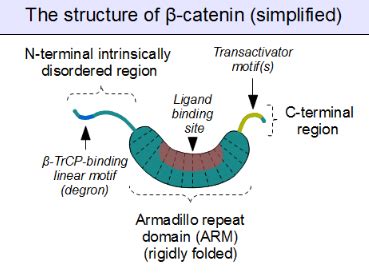 Beta Catenin Encyclopedia Mdpi