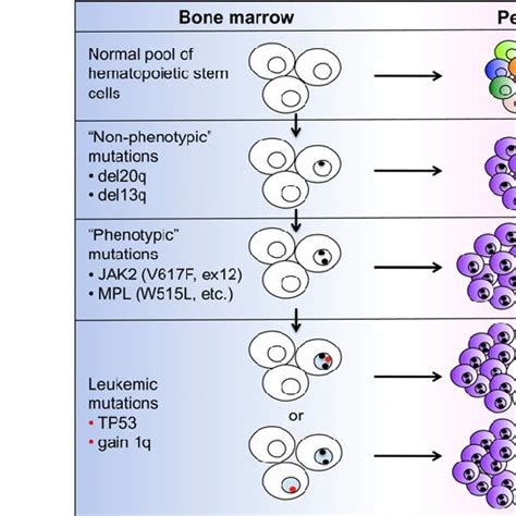 Pdf Genetic And Epigenetic Alterations Of Myeloproliferative Disorders