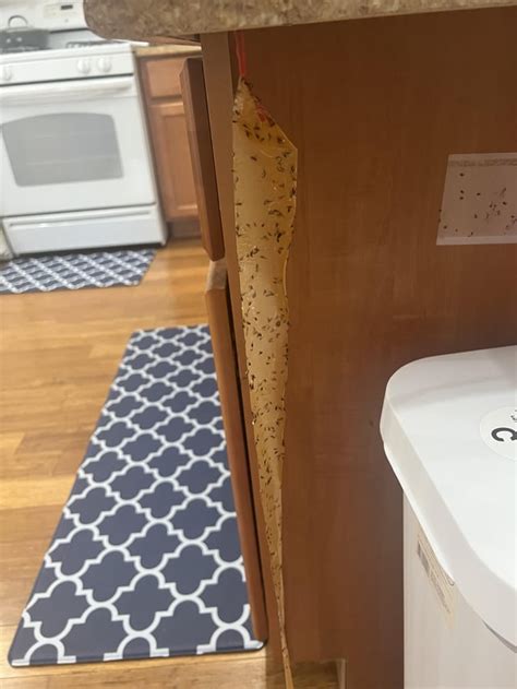 Phorid Flies And How To Get Rid Of Them Rpestcontrol