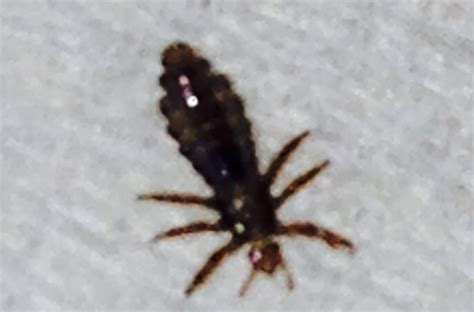 Possibly Louse From Indonesia Whats That Bug