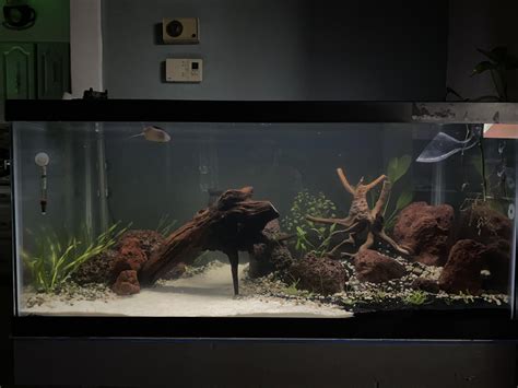 My First Planted Tank Rplantedtank