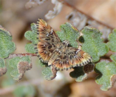Scarce Streaky Skipper Celotes Limpia · Inaturalist