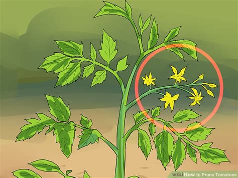 How To Prune Tomatoes 9 Steps With Pictures WikiHow