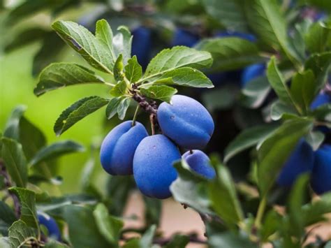 The Surprising Connection 7 Prunes Benefits Sexually Cool Facts