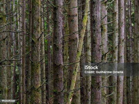 서양 독 당근 및 더글러스 전나무 침 엽 수 숲 브리티시 컬럼비아 캐나다에서 근접 촬영 0명에 대한 스톡 사진 및 기타 이미지 0명 계절 나무 Istock