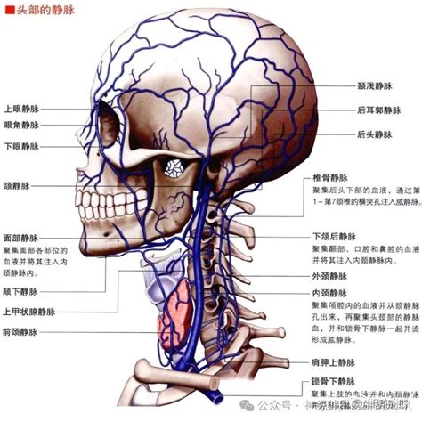 颈动脉分叉部的显微解剖 脑医汇