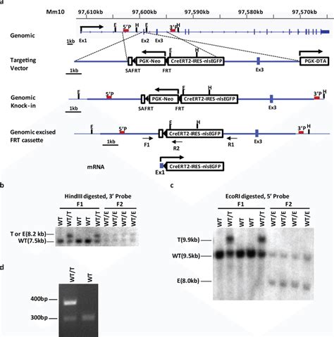 Generation Of The Tmprss2 Creert2 Knock In Mouse A Schematic Of
