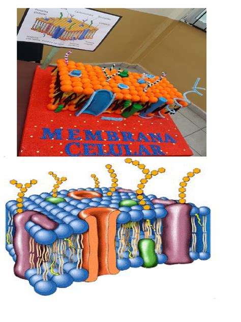 Membrana Plasmatica Pdf