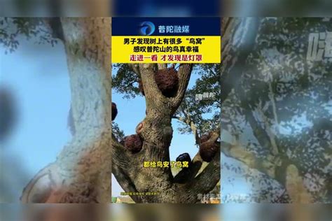 男子发现树上有很多“鸟窝”，走近一看才发现是灯罩