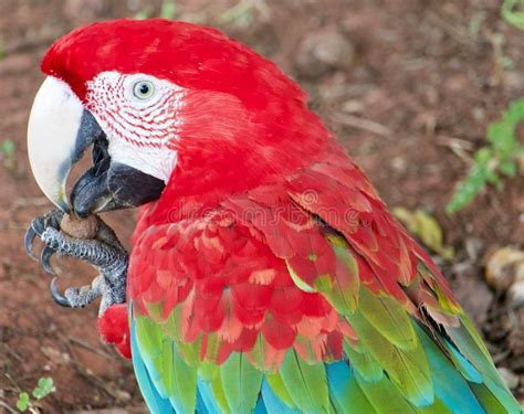 Macaw New World Papagaio Imagem De Stock Imagem De Arara 157701585