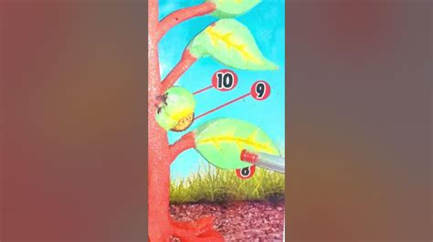 ශාකයක කොටස් Professor Hester Parts Of A Plant 8 ශ්‍රේණිය Youtube