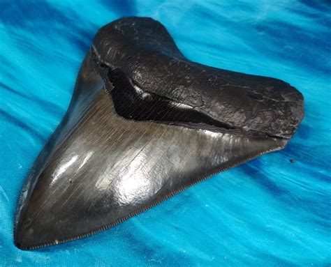 Giant Museum Quality Megalodon Shark Tooth L1 4 61 L2 4 53 MegaTeeth