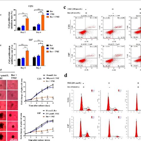 Effects Of Bortezomib On The Proliferation Apoptosis And Cell Cycle