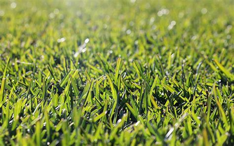Townsville Lawns Turf Premium Grass Harden Park Lawns 4772 0017