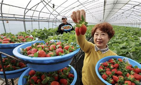 겨울과일의 왕 돌아온다 성심당부터 대형마트까지제철 맞은 이것