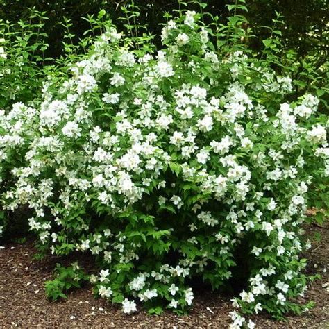 Чубушник гибридный Бель Этуаль (Philadelphus x Belle Etoile),куплю ...