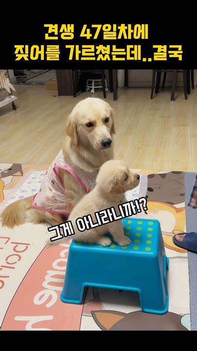 “그건 짖어가 아니라구” 견생 47일차 댕댕이에게 짖어를 가르치다 강아지 귀여운강아지 멍멍이 Youtube “그건 짖어가 아니라구” 견생 47일차 댕댕이에게 짖어를 가르치다 강아지 귀여운강아지 멍멍이 Youtube
