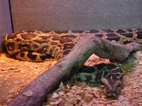 Python Molurus Pimbura Sri Lankan Rock Python In Zoos