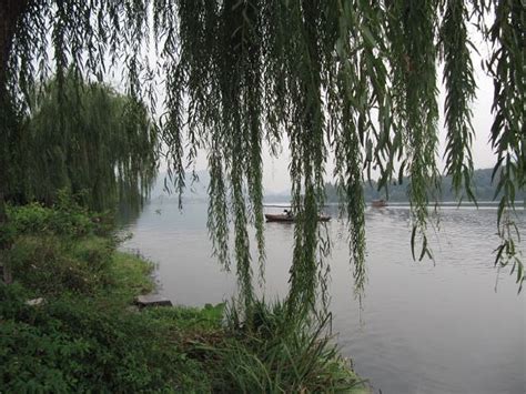 2022云栖竹径游玩攻略 现坞内有种植楠木为优质木材 去哪儿攻略