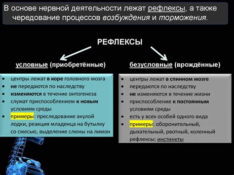 Нервная система Рефлексы Online Presentation