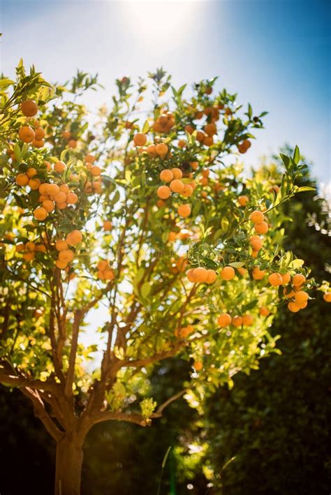 árbol De Frutos De Mandarina Imagen de archivo Imagen de mandarina