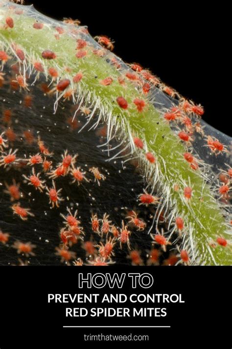 How To Prevent And Control Red Spider Mites Artofit