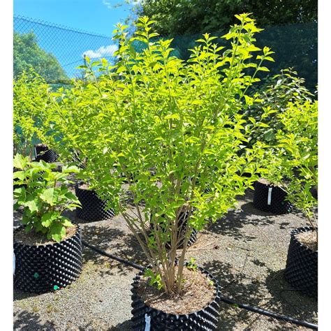 Callicarpa Dichotoma F Albifructa Majestic Trees