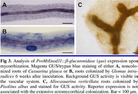 Histochemical localization of β glucuronidase GUS activity in Download Scientific Diagram