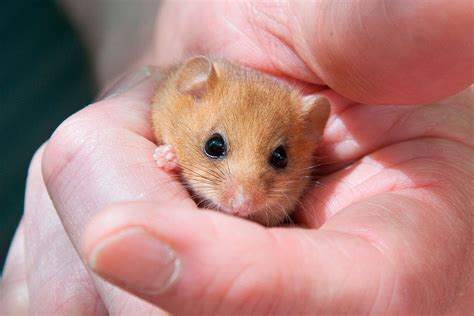Too Cute Rare Hazel Dormice Being Released Into Lincolnshire Woods