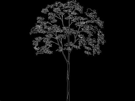 Tree In Elevation 066 In Autocad Cad Download 30704 Kb Bibliocad