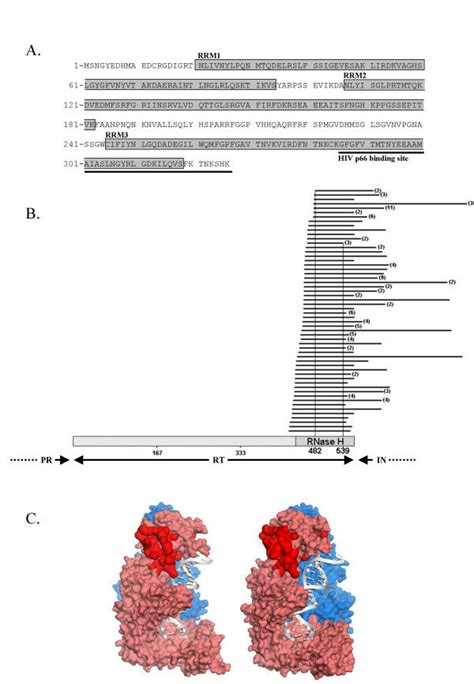 Identification Of Hur As A Partner Of Hiv 1 P66 Reverse Transcriptase